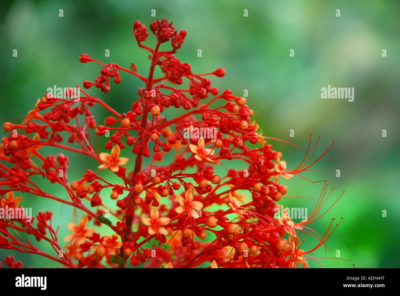 one part of rajamally flower Stock Photo - Alamy
