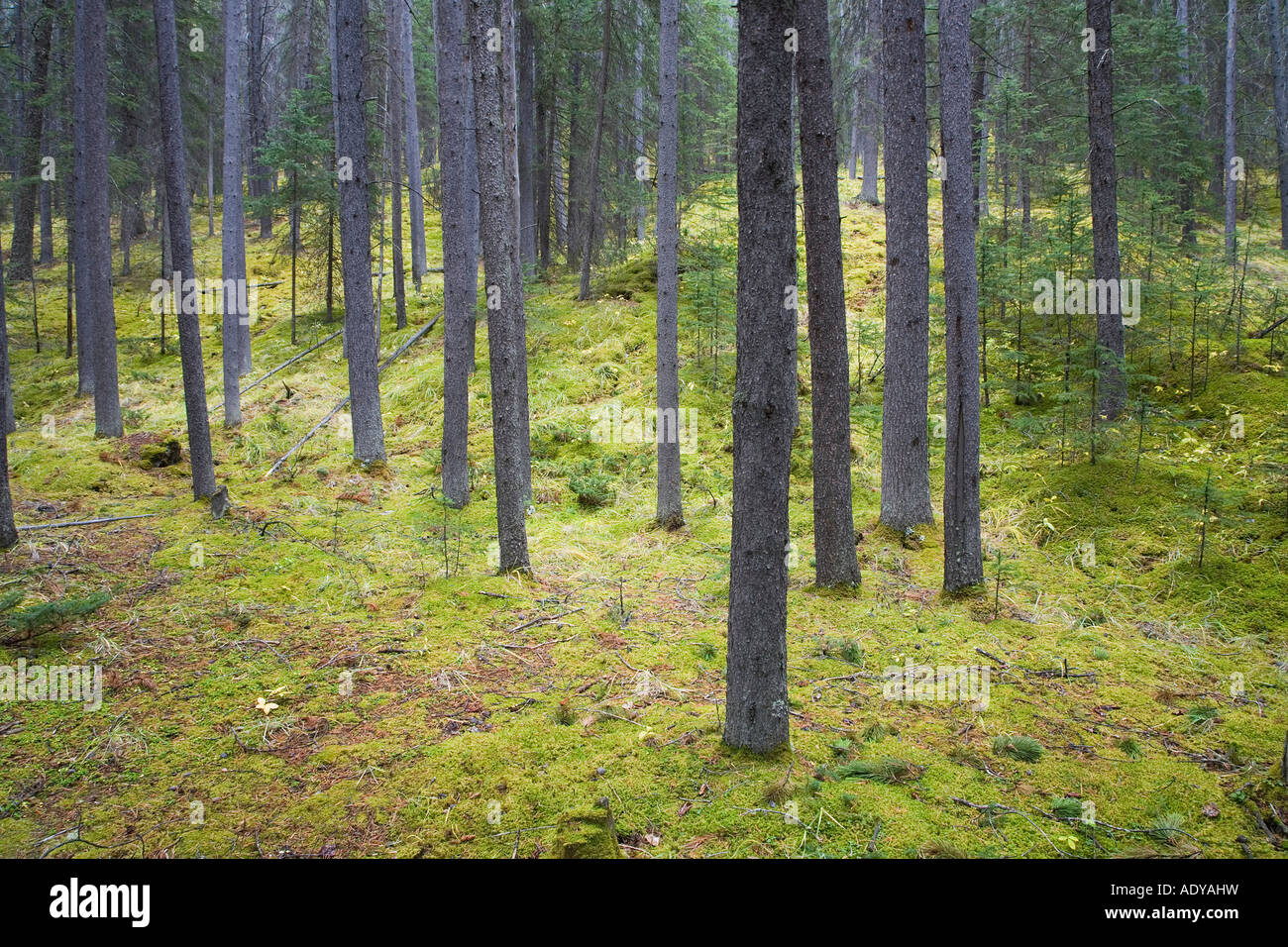 Forest and Moss, Banff National Park, Alberta, Canada Stock Photo - Alamy