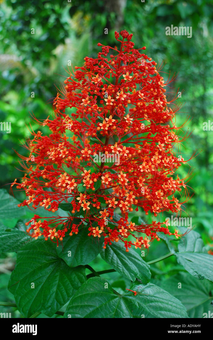 full view of rajamally flower Stock Photo - Alamy