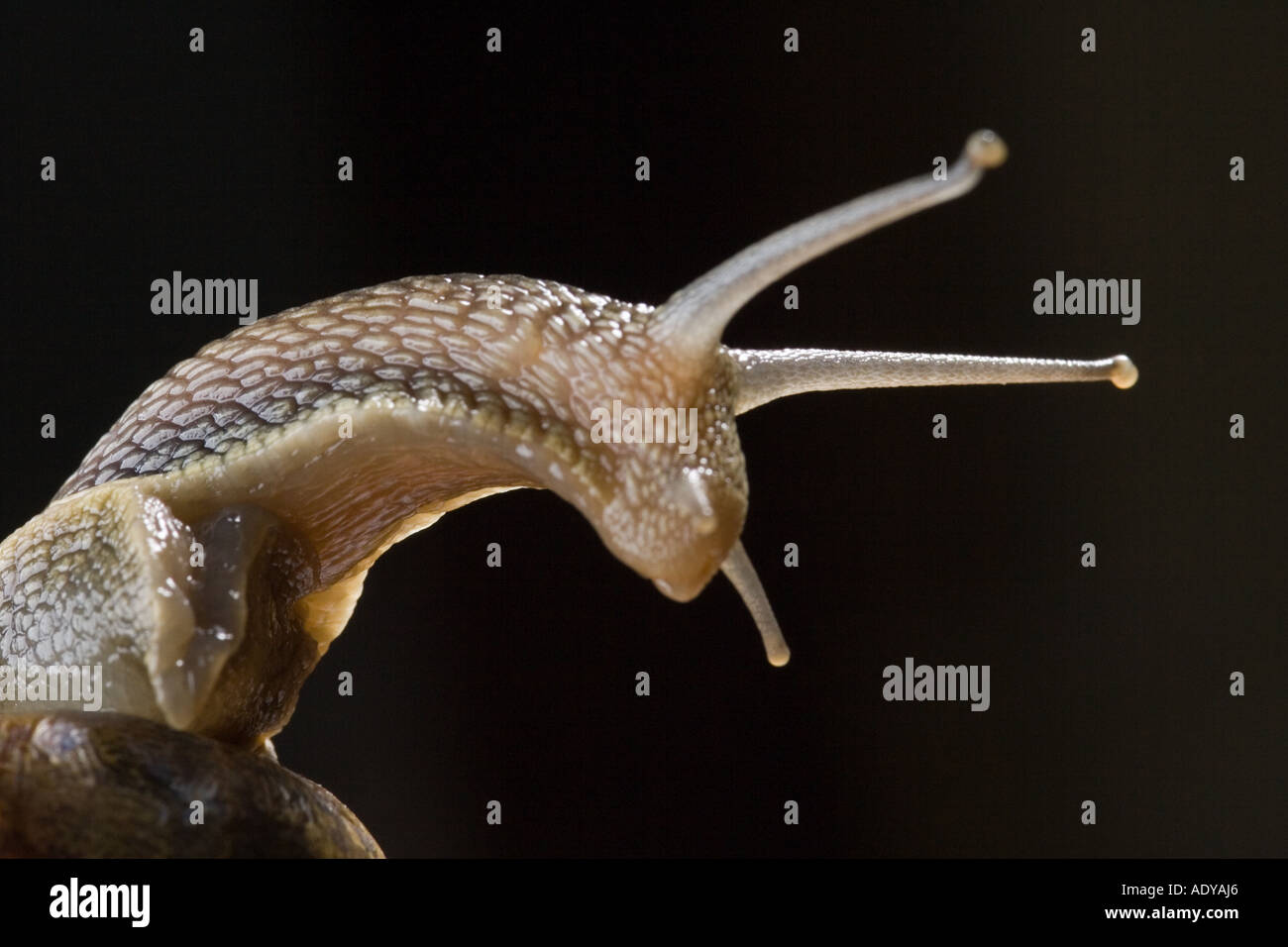 English garden snail Stock Photo - Alamy