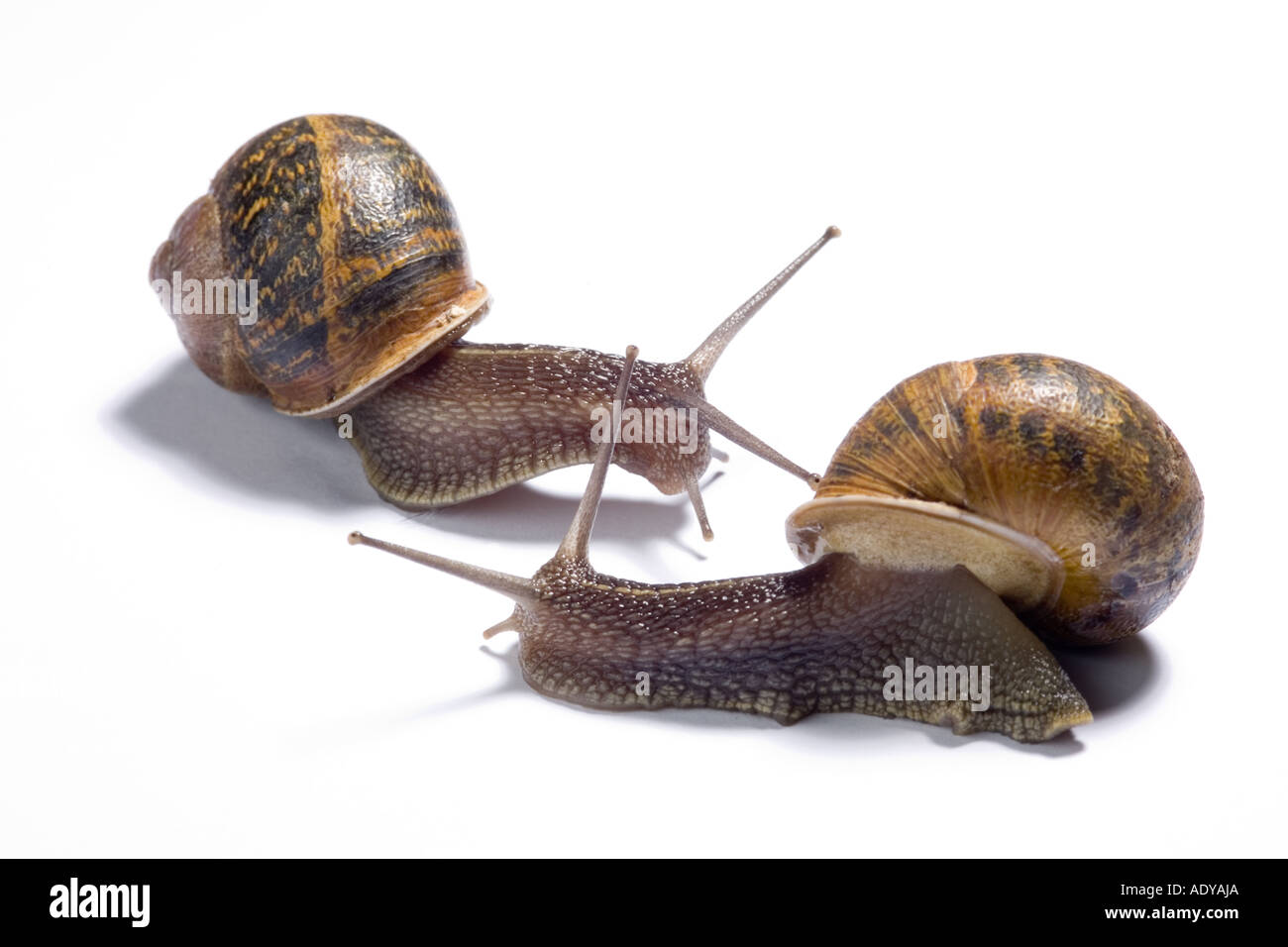 English garden snail Stock Photo - Alamy