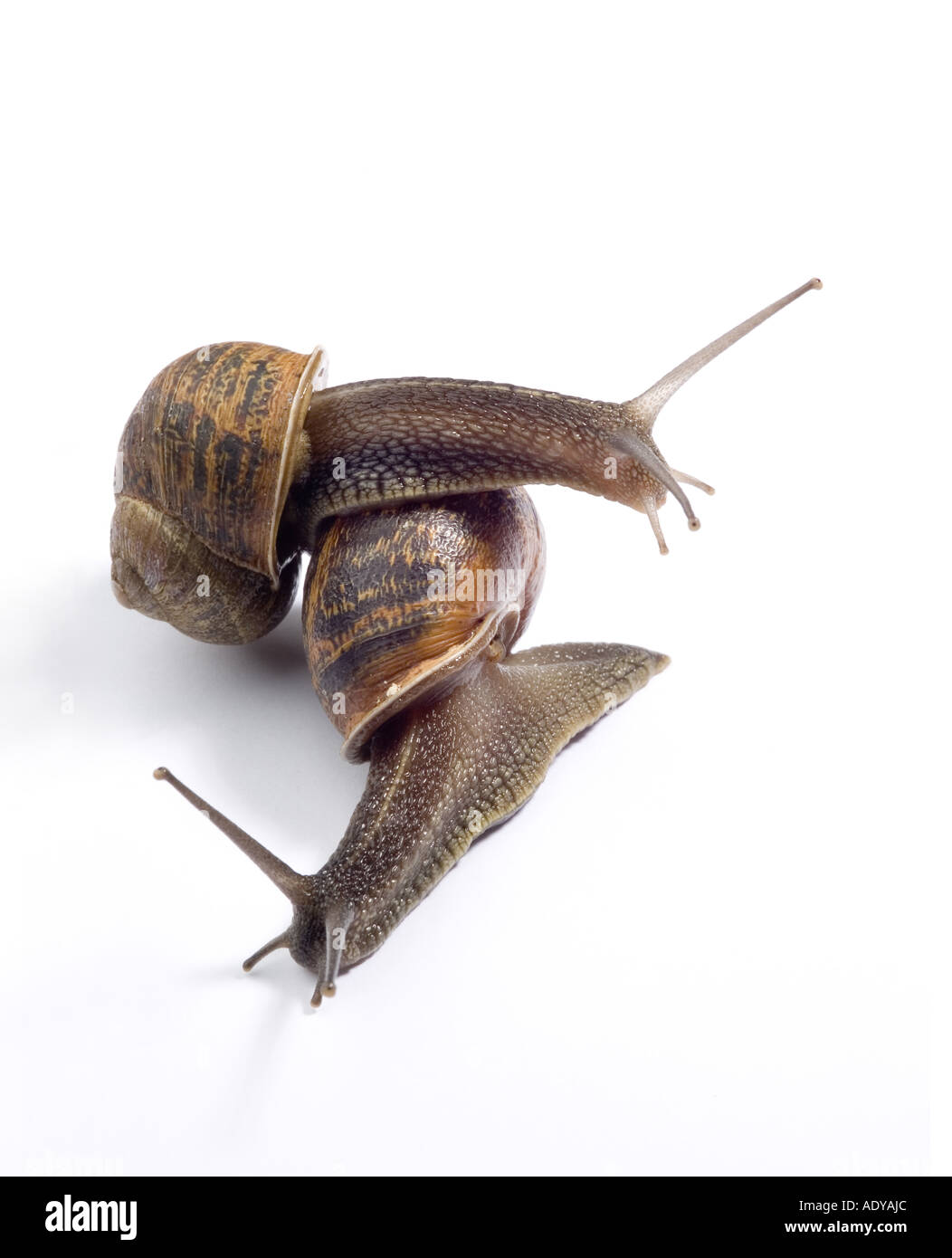 Molluscan hi-res stock photography and images - Alamy