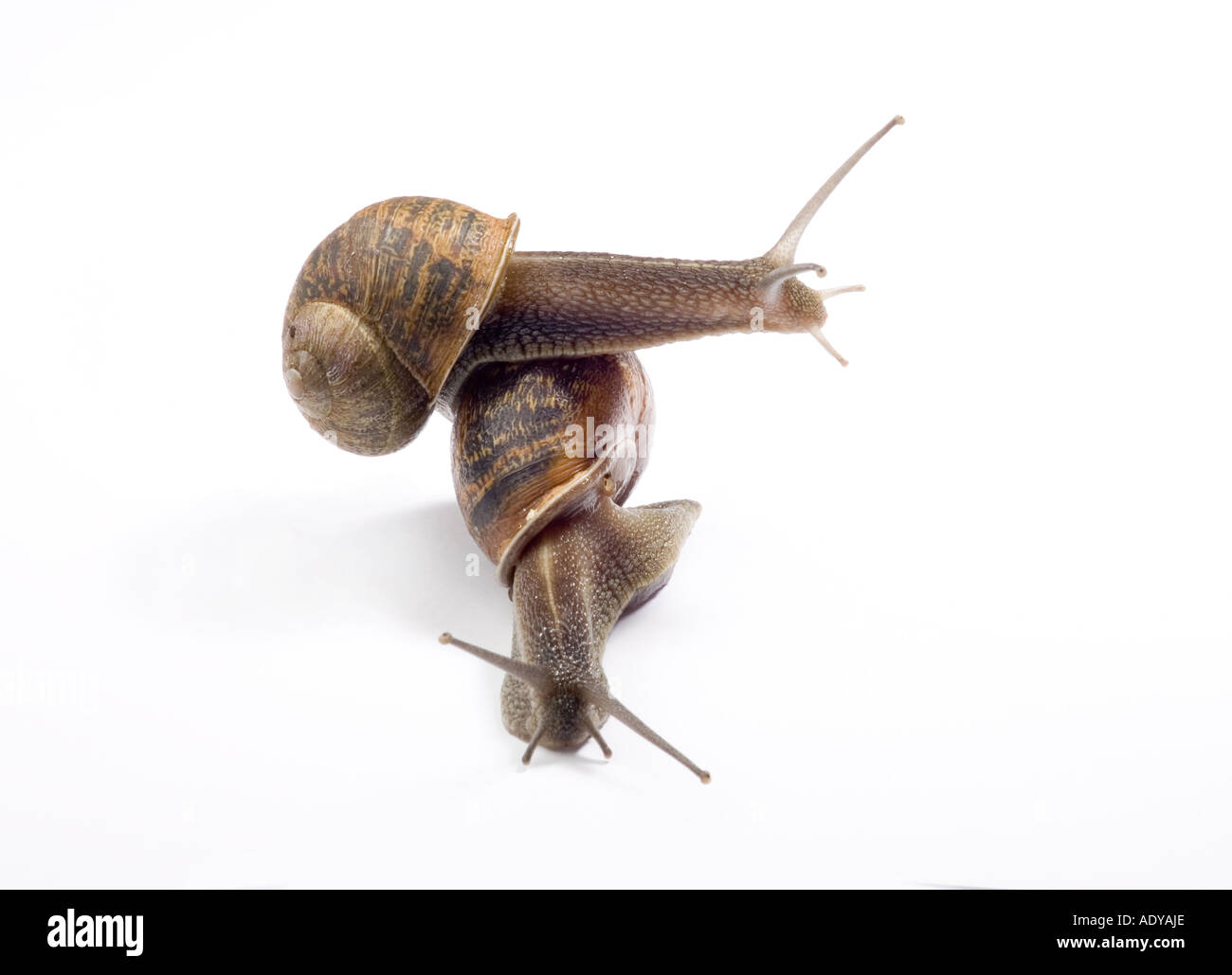 English garden snail Stock Photo - Alamy