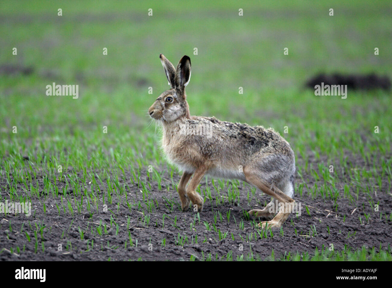 European Hare Lepus europaeus Stock Photo - Alamy