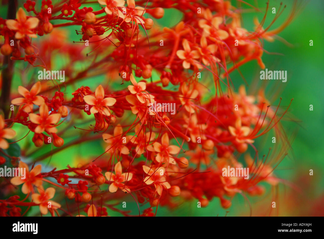 one part of rajamally flower Stock Photo - Alamy