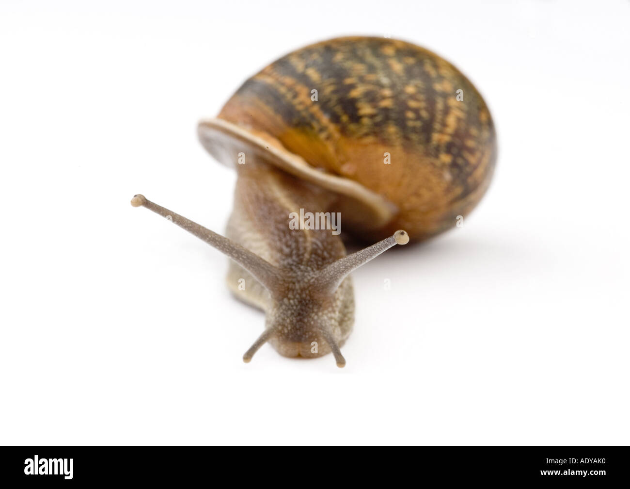 English Garden Snail Stock Photos & English Garden Snail Stock Images ...