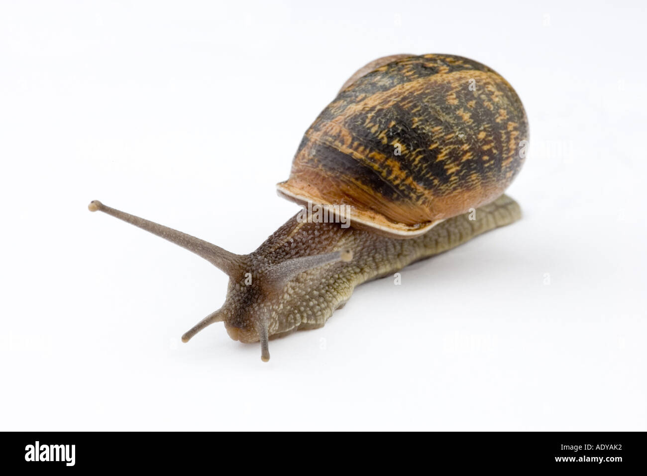 English garden snail hi-res stock photography and images - Alamy