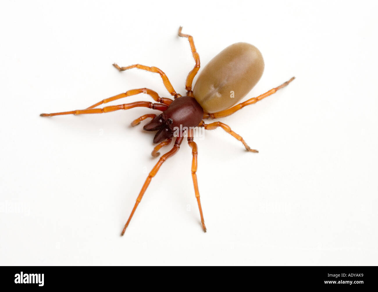 Dysdera crocata spider Stock Photo - Alamy