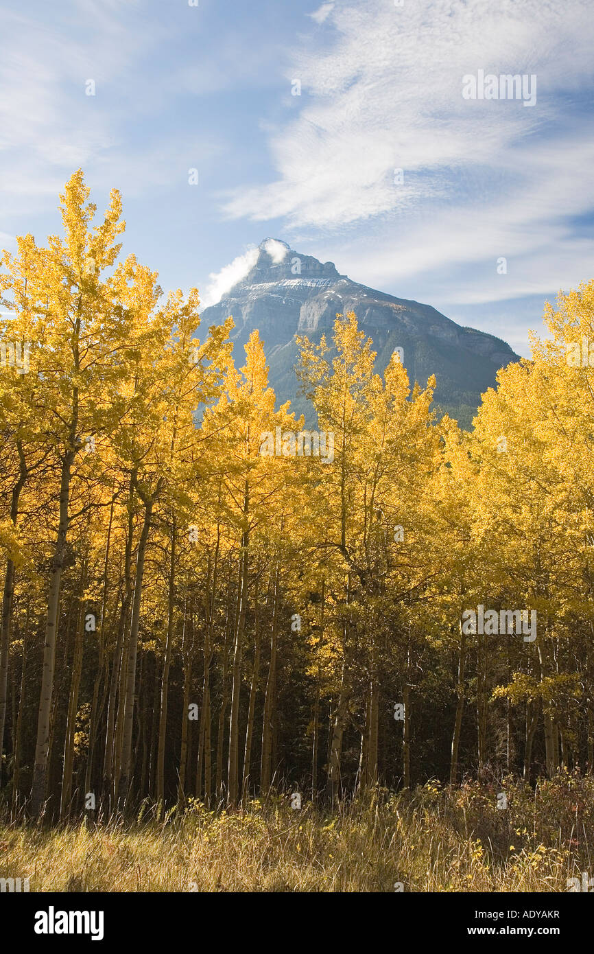 Aspen Trees and Mountain in Autumn, Banff National Park, Alberta ...