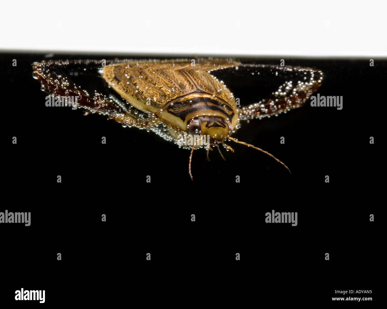 Water Boatman under water Stock Photo - Alamy
