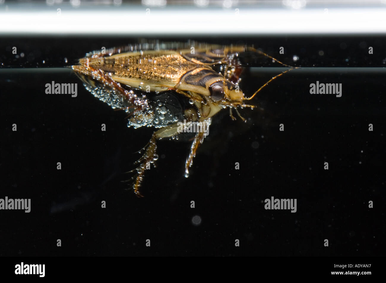 Water Boatman under water Stock Photo - Alamy