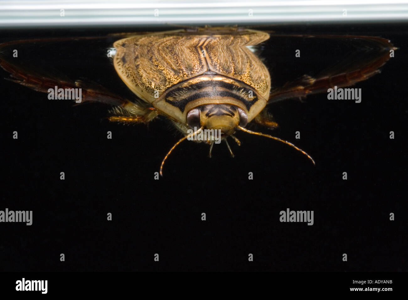 Water boatmen insect hi-res stock photography and images - Alamy