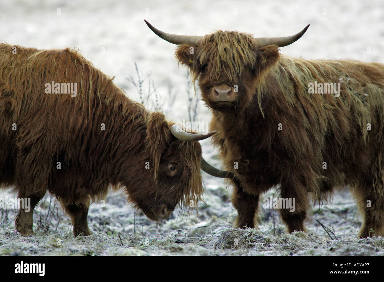 Aggressive highland cow hi-res stock photography and images - Alamy