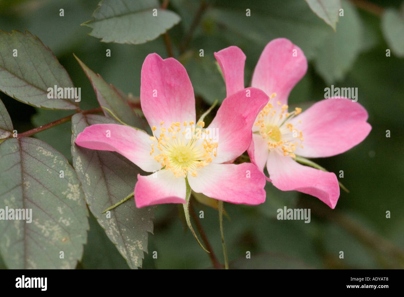 Redleaf Rose / Rosa Glauca / Rubrifolia Stock Photo - Alamy