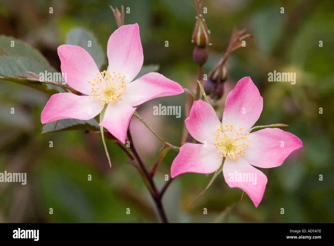 Redleaf Rose / Rosa Glauca / Rubrifolia Stock Photo - Alamy