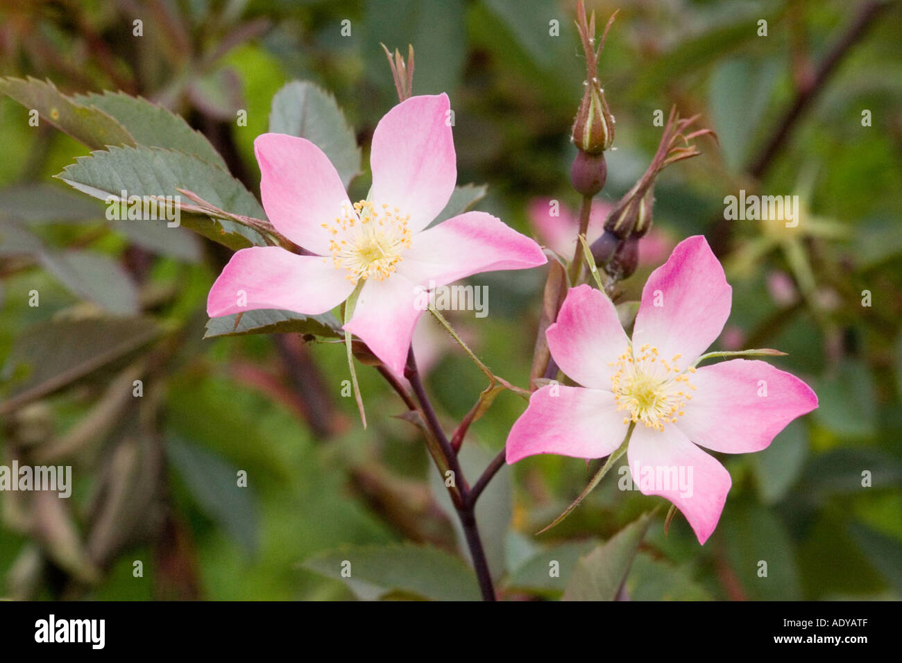 Redleaf shrub rose hi-res stock photography and images - Alamy