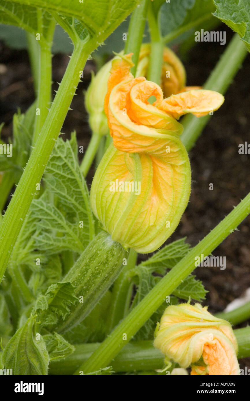 Common marrow hi-res stock photography and images - Alamy