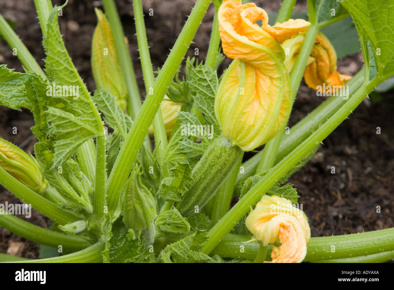 Common marrow hi-res stock photography and images - Alamy
