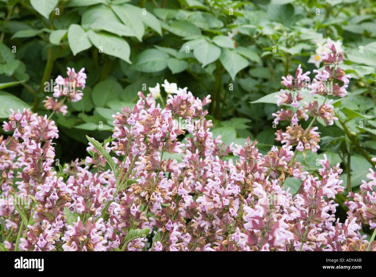 pink common sage plant Stock Photo - Alamy
