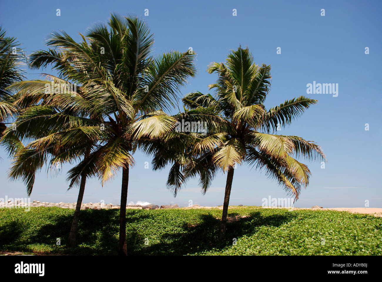 three cocanut tree in anchuthengu muthalapozhi beach kerala india Stock ...