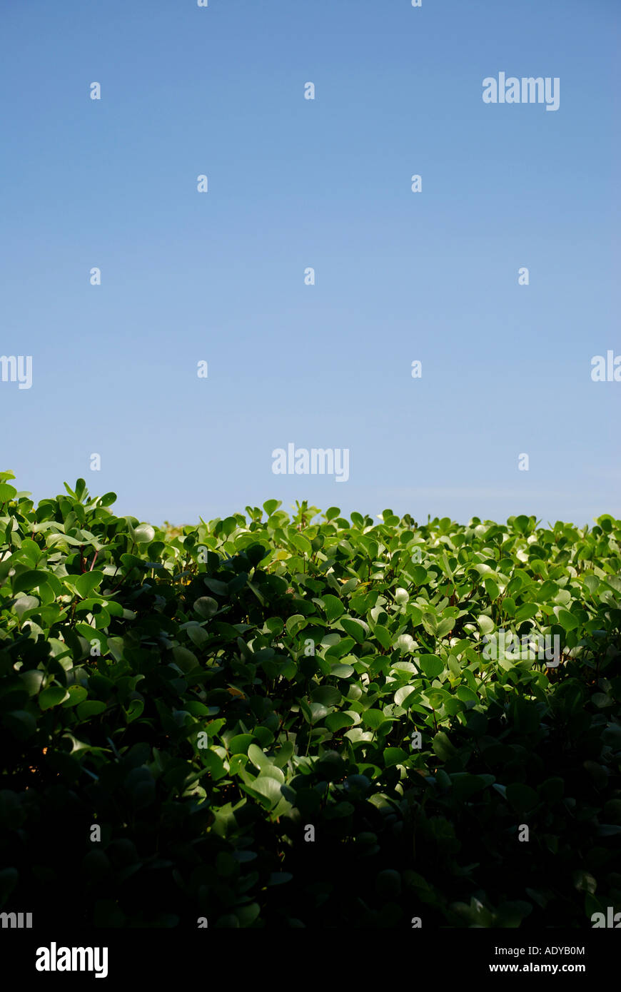 Pankton hi-res stock photography and images - Alamy