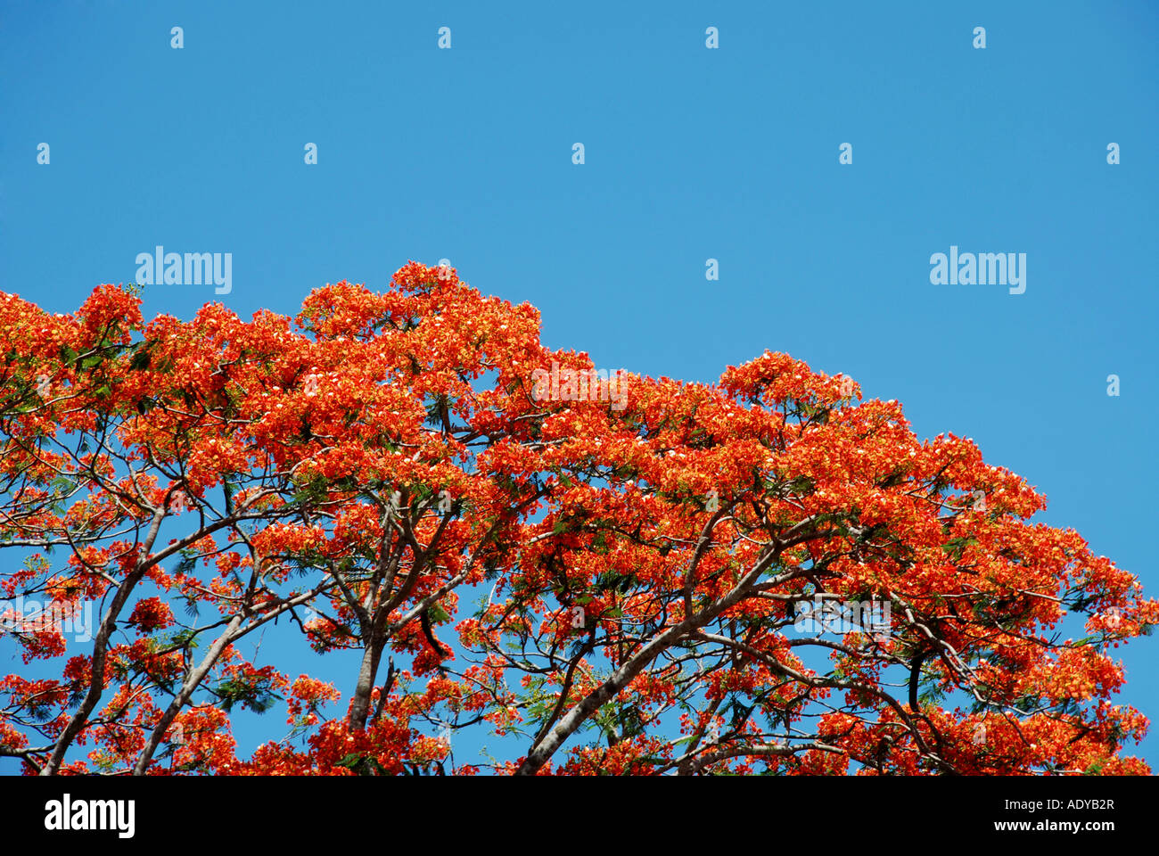 Top of the vaka tree on spring season in kerala Stock Photo - Alamy