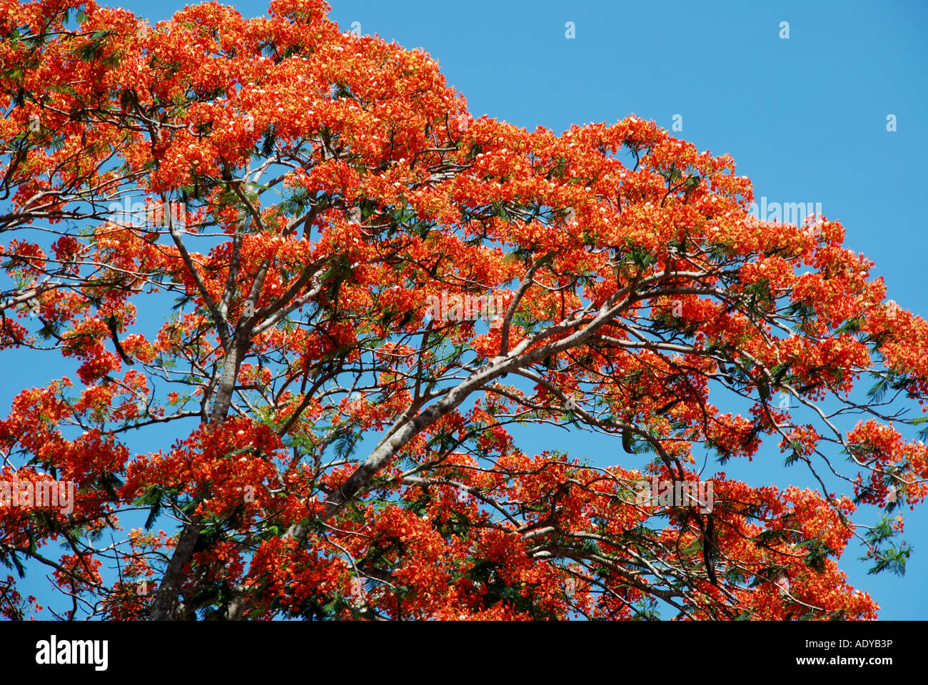 Vakamaram hi-res stock photography and images - Alamy
