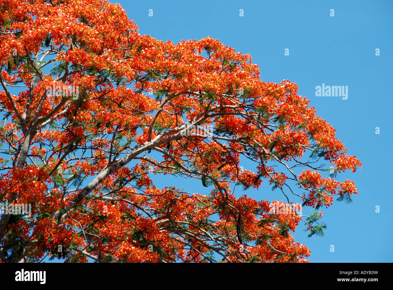 Top of the vaka tree on spring seasonin kerala Stock Photo - Alamy