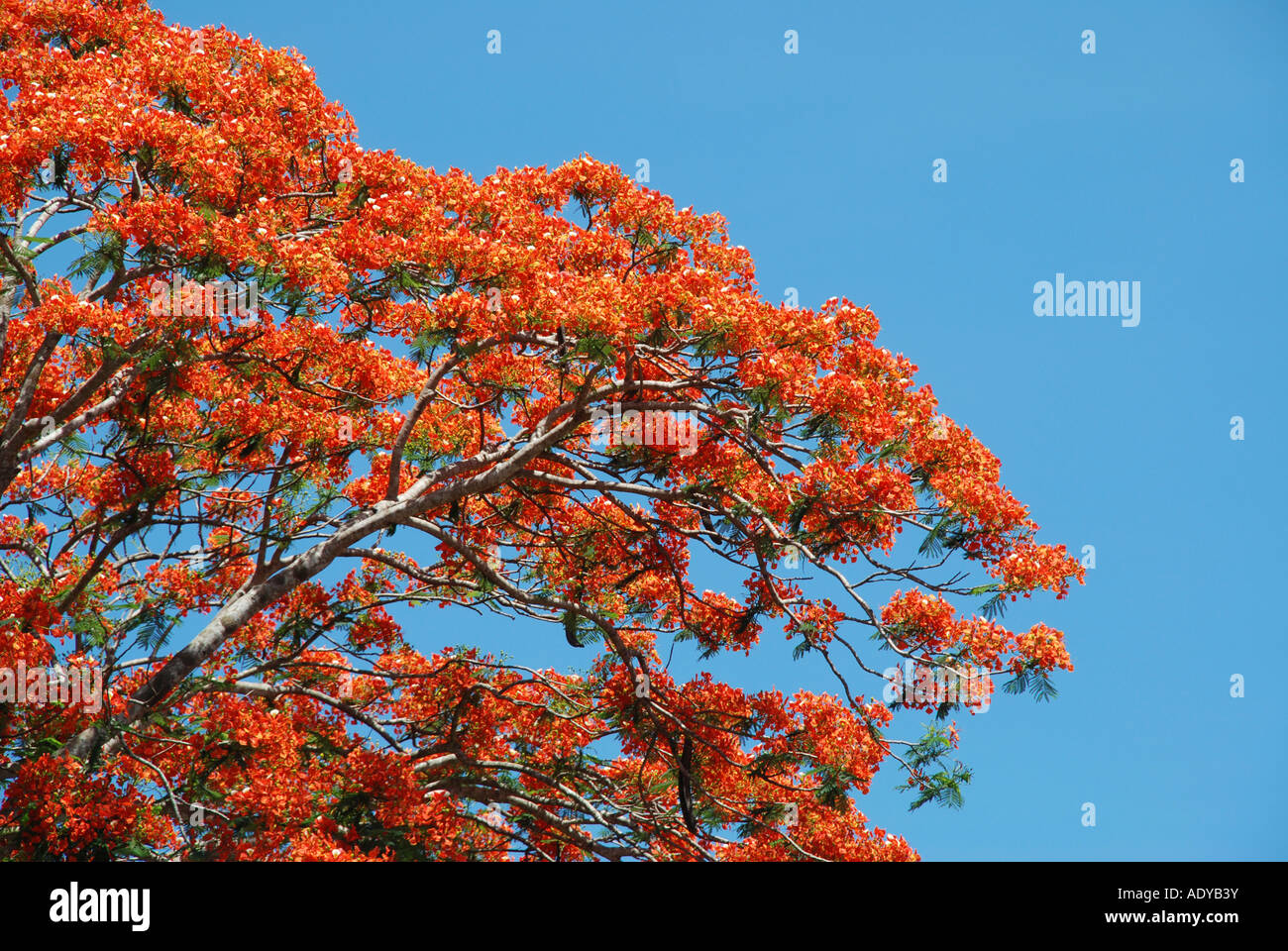 Top of the vaka tree on spring seasonin kerala Stock Photo - Alamy