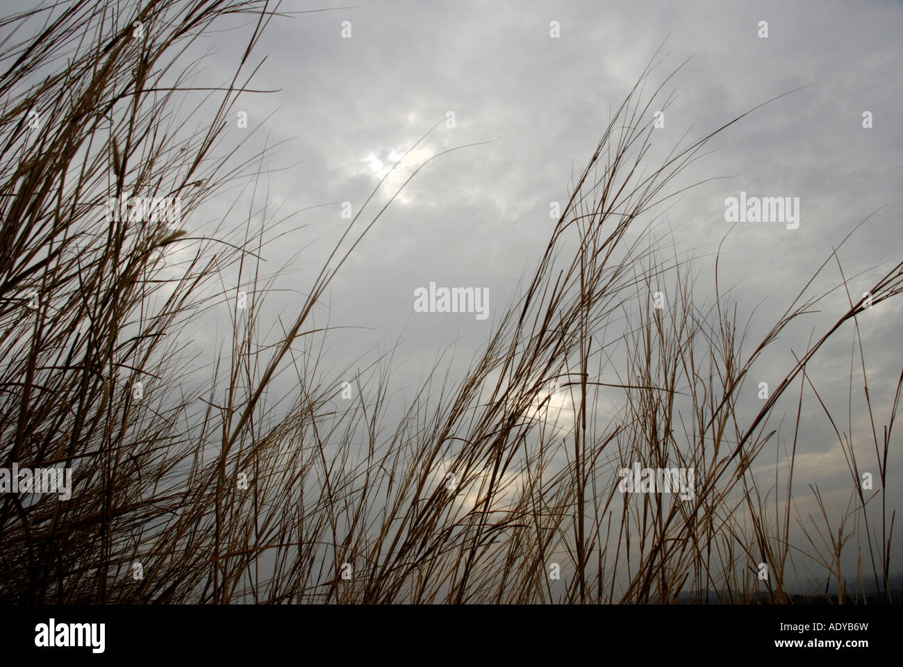 Rainy day in kerala hi-res stock photography and images - Alamy