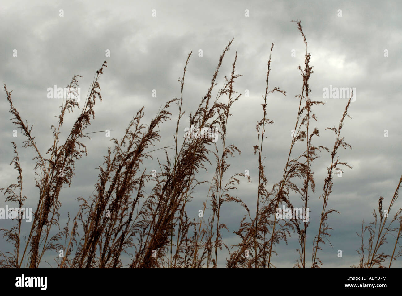 Rainy season in kerala hi-res stock photography and images - Alamy
