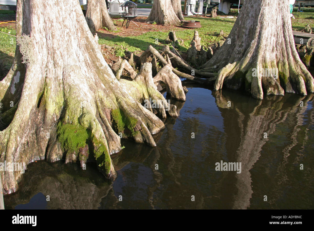 Cypress Knees and Roots on a River Bank Stock Photo - Alamy