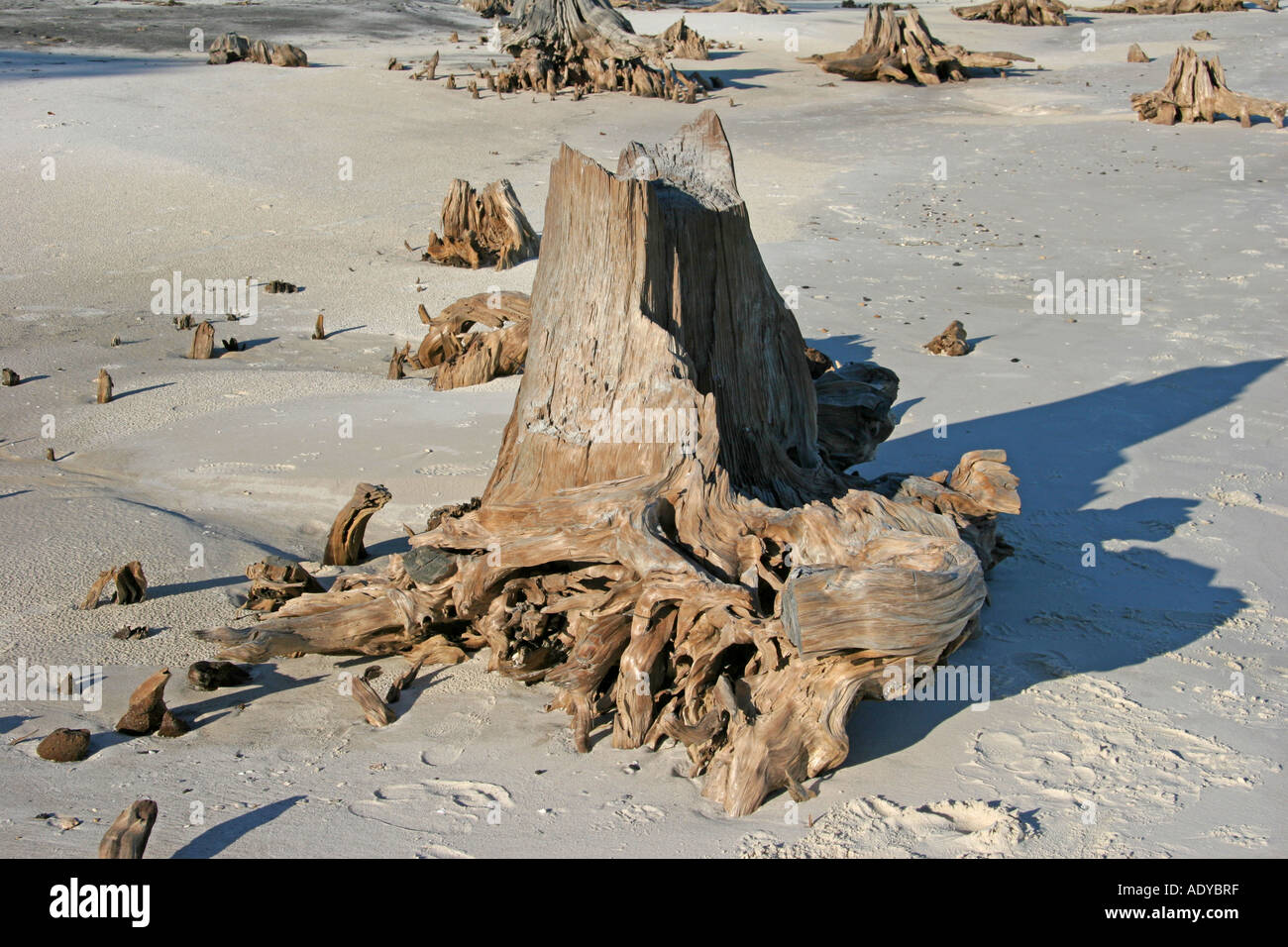 Cypress Roots on the beach at Carrabelle, Florida Stock Photo - Alamy