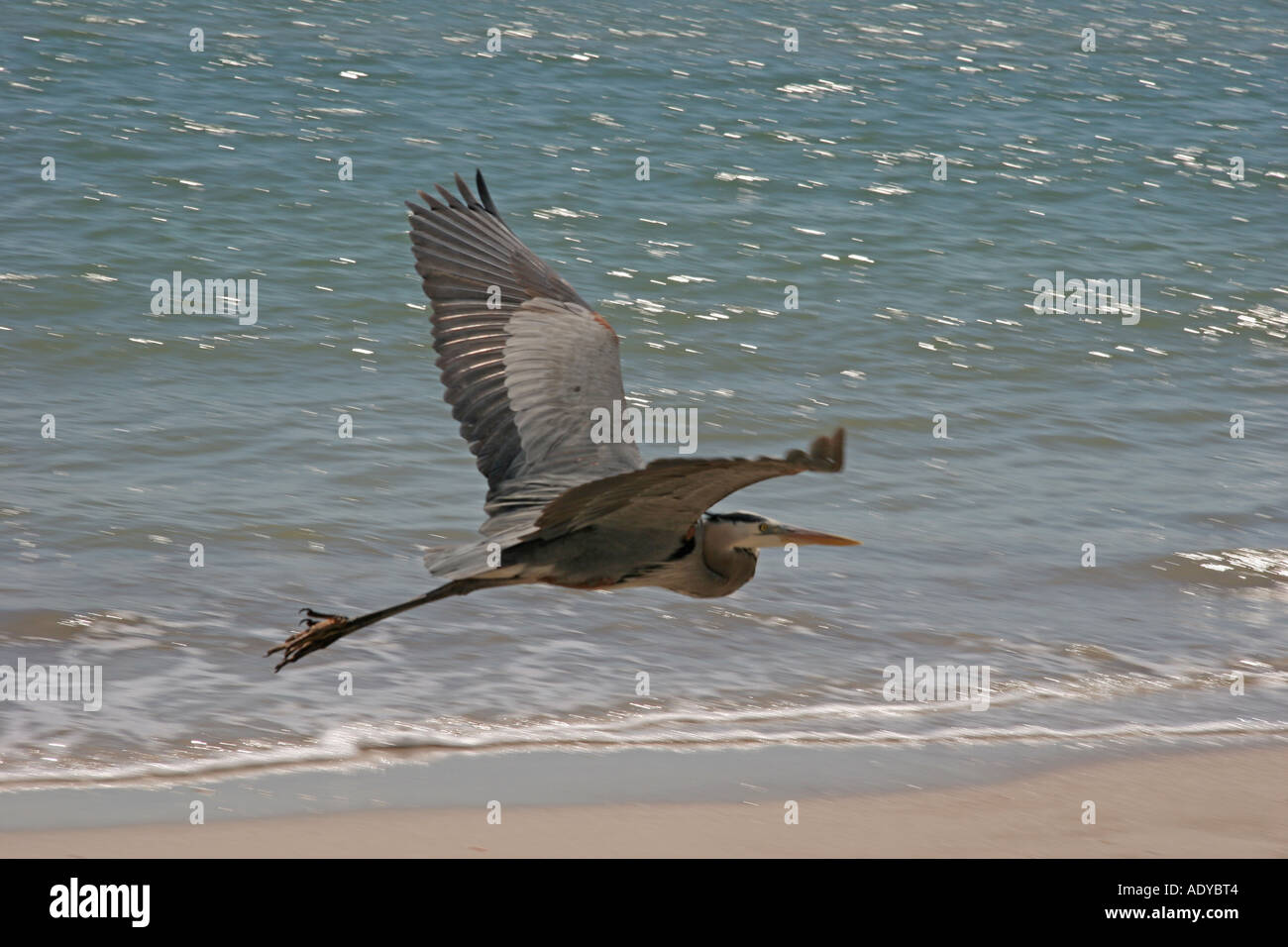 Great Blue Heron taking flight Stock Photo - Alamy