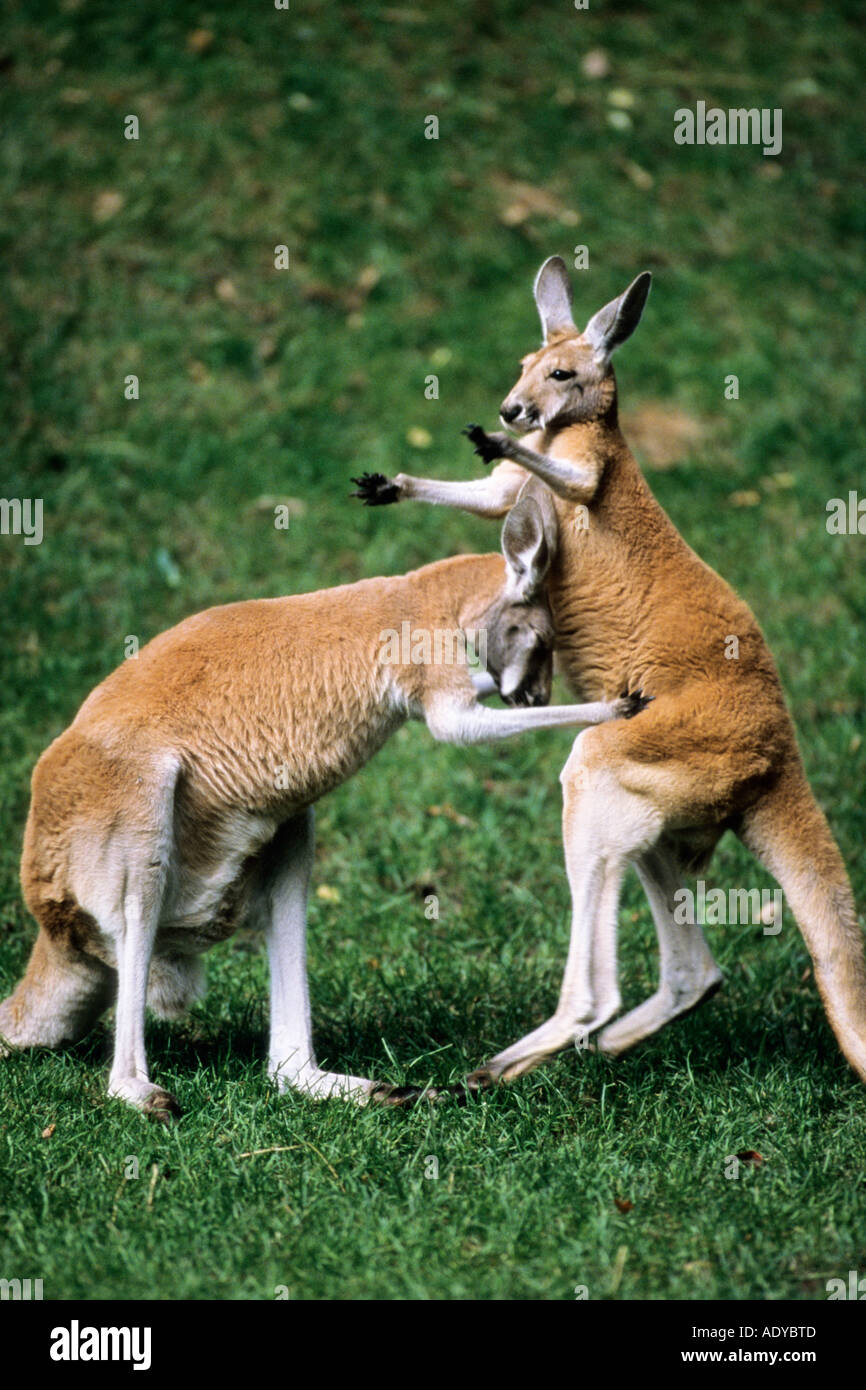Aggressive kangaroo hi-res stock photography and images - Alamy