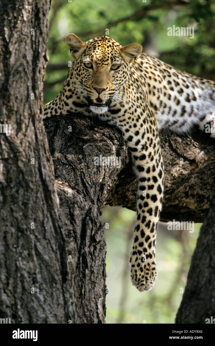 Leopard Panthera pardus Stock Photo - Alamy