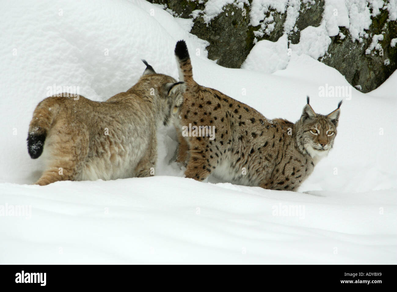European Lynx Felis lynx Stock Photo - Alamy