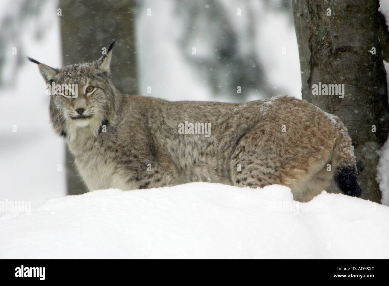 European Lynx Felis lynx Stock Photo - Alamy