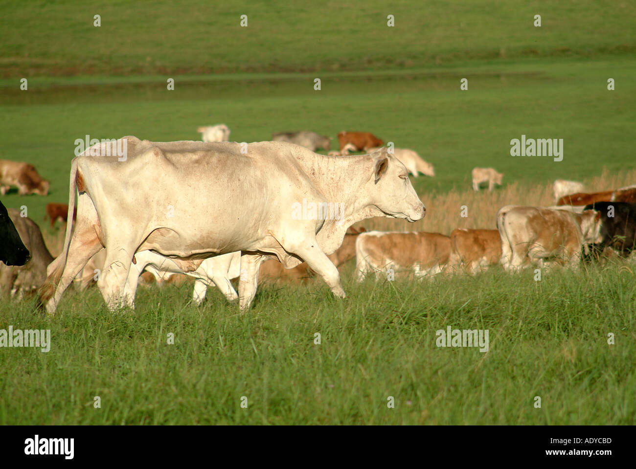 Rio Grande do Sul sunny shade animals livestock grazing field meadow ...