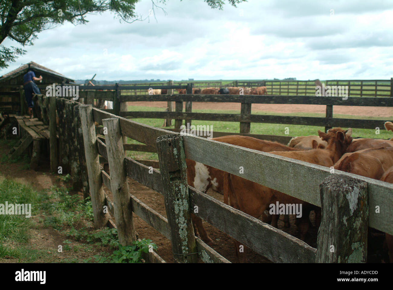Rio Grande do Sul cattle animals fences farm stables farmland green ...