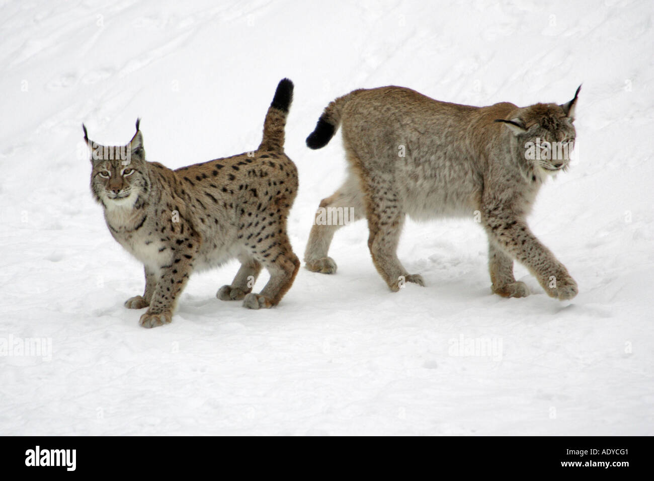 European Lynx Felis lynx Stock Photo - Alamy