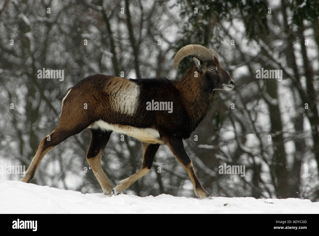 Mouflon Sheep Ovis musimon Stock Photo - Alamy
