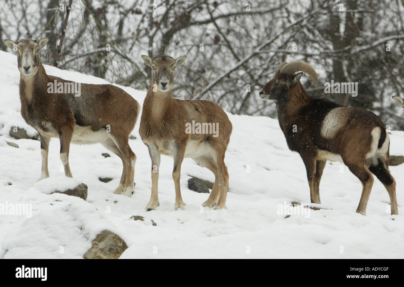 Mouflon Sheep Ovis musimon Stock Photo - Alamy