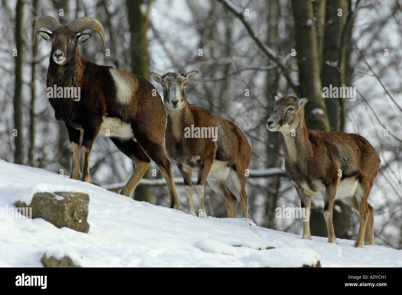 Mouflon Sheep Ovis musimon Stock Photo - Alamy