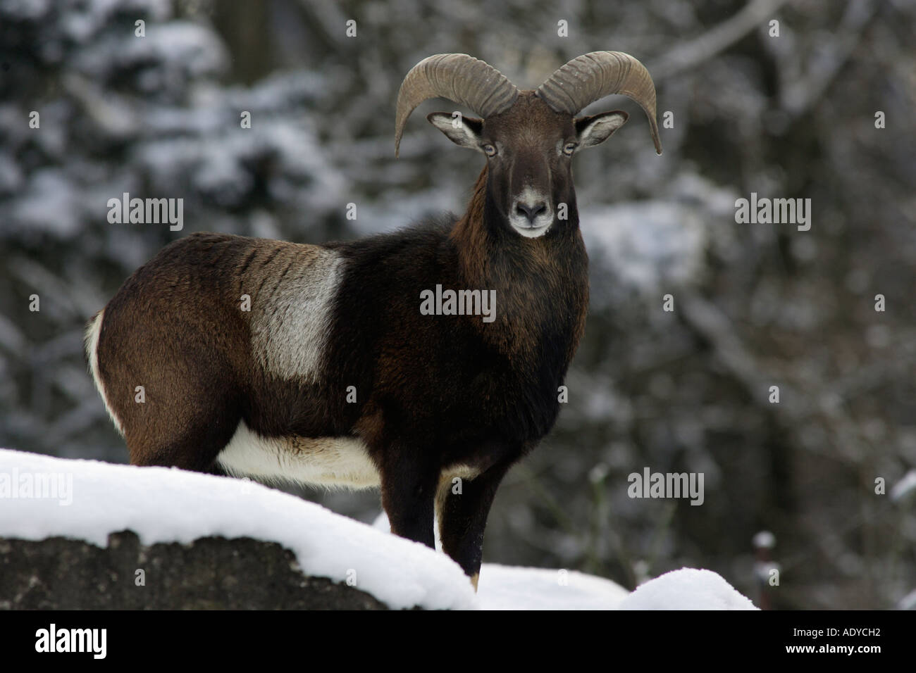 Mouflon Sheep Ovis musimon Stock Photo - Alamy