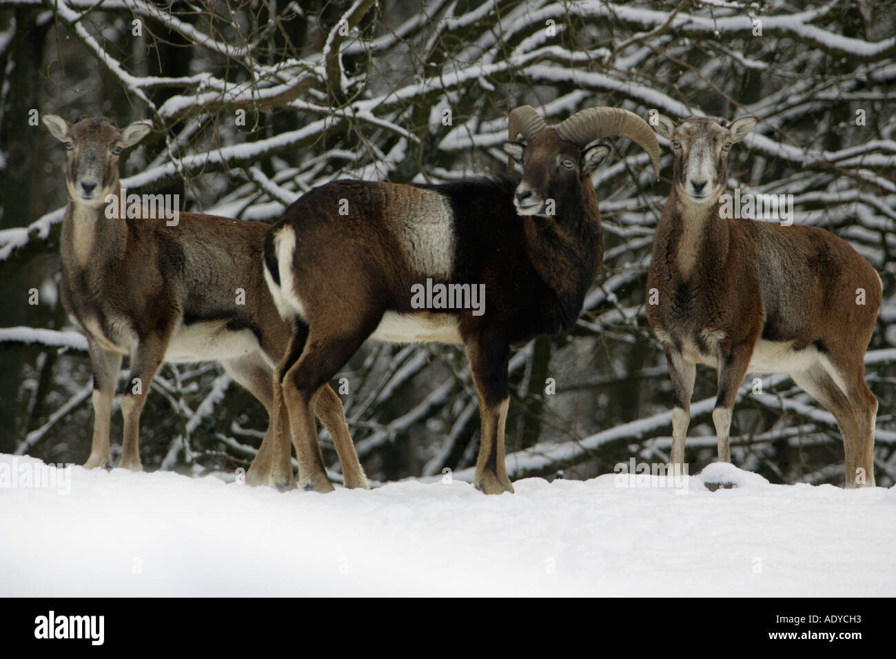Mouflon Sheep Ovis musimon Stock Photo - Alamy