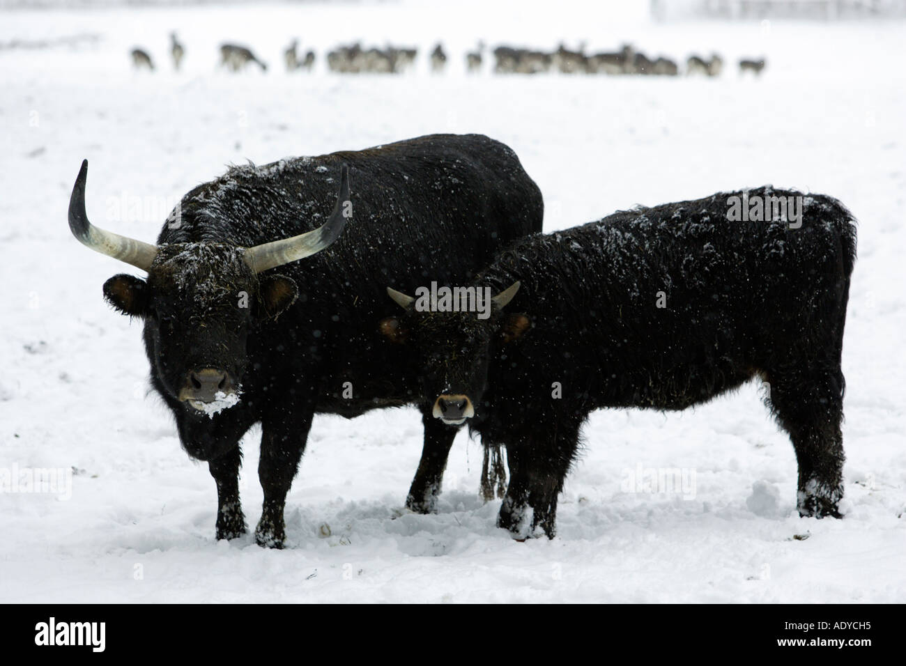 Heck cow Bos taurus Primitive cow re-construction Stock Photo - Alamy