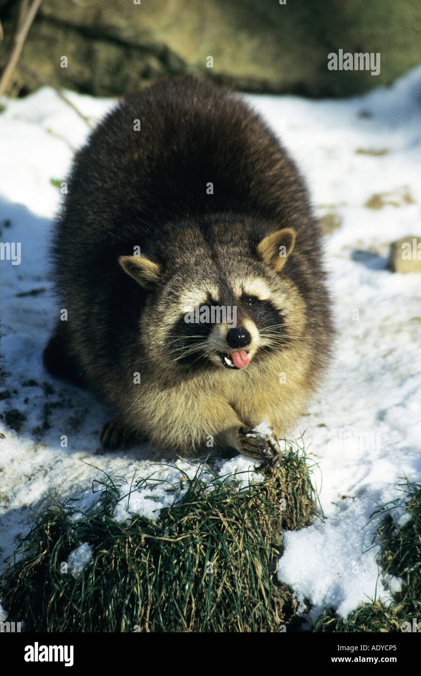 Racoon Procyon lotor Stock Photo - Alamy
