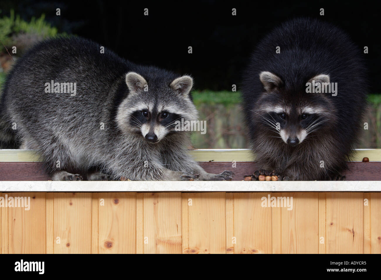 Racoon house hi-res stock photography and images - Alamy