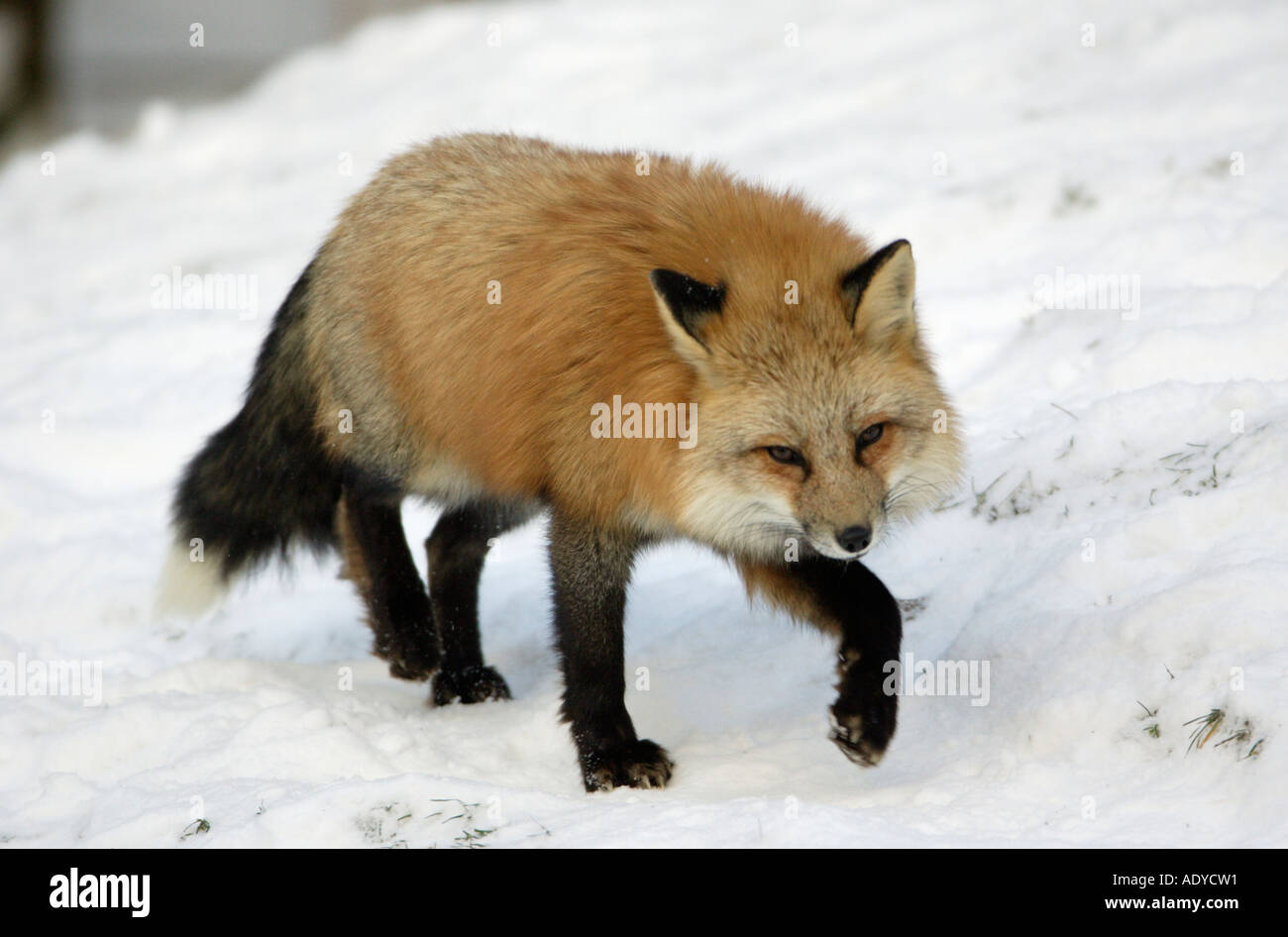 European Red Fox Vulpes vulpes Stock Photo - Alamy